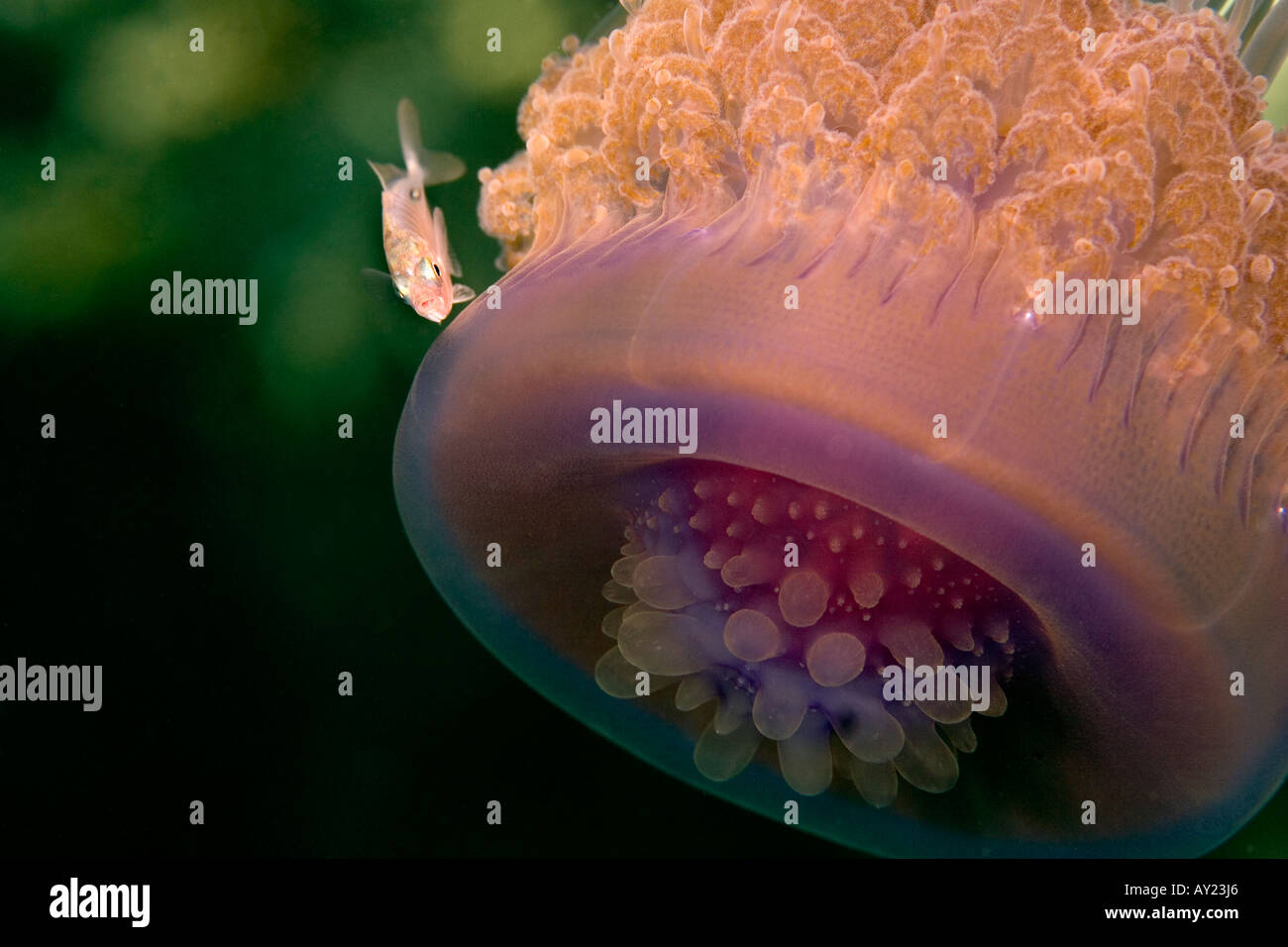 A Cauliflower or Crown jellyfish Cephea cephea in the Red Sea Egypt ...