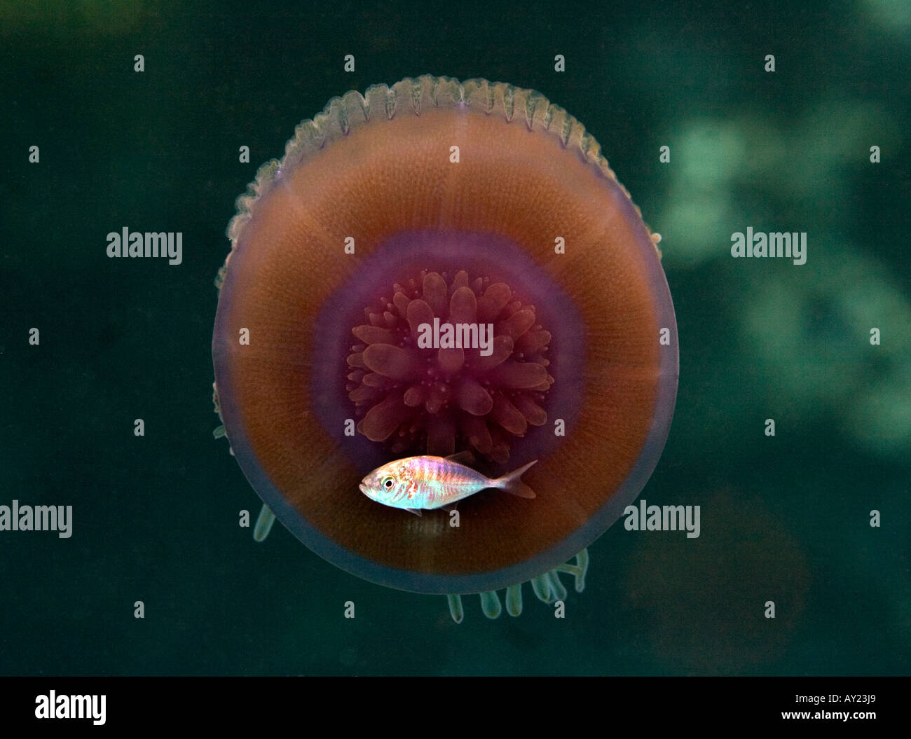 A Cauliflower or Crown jellyfish Cephea cephea in the Red Sea Egypt ...