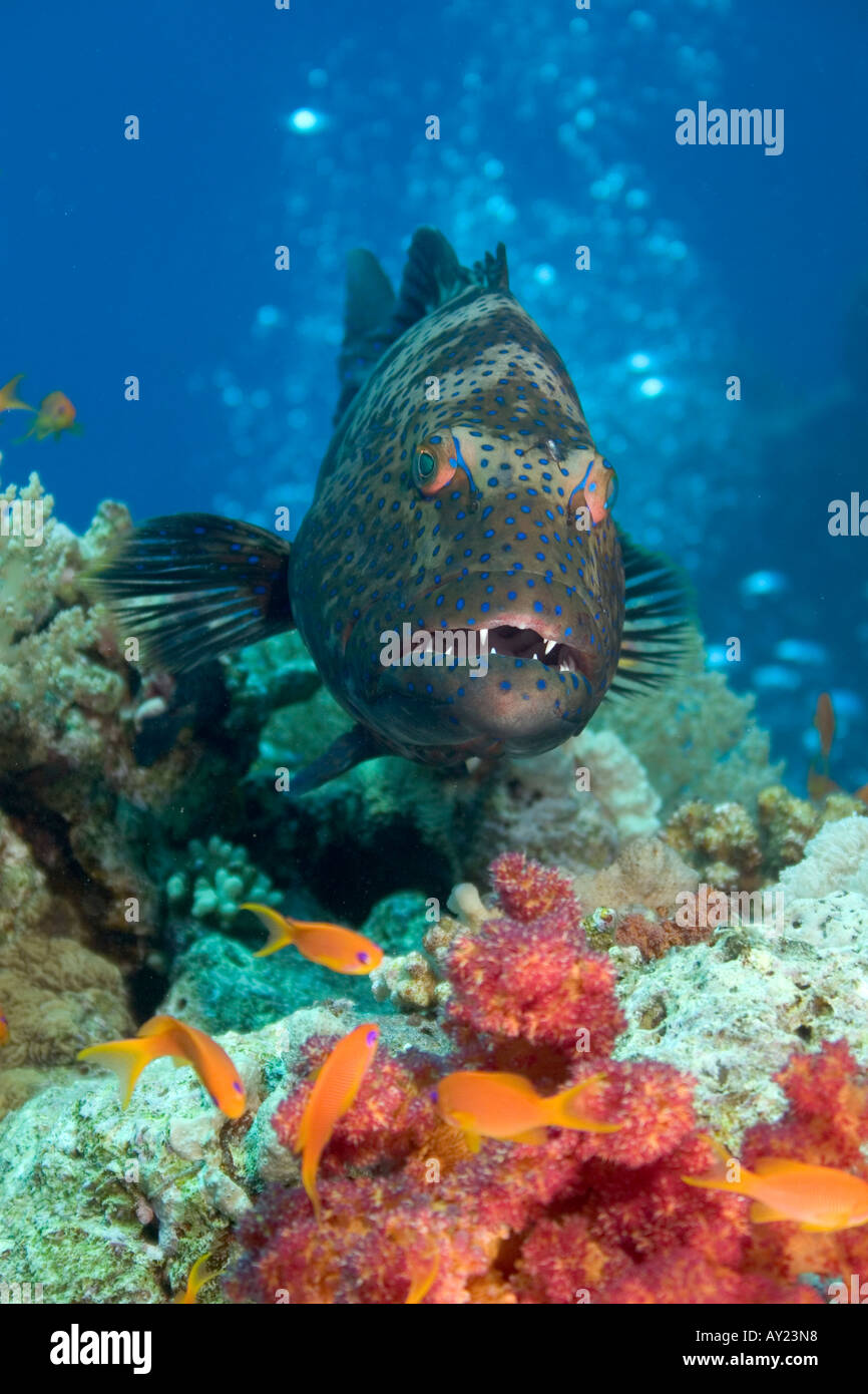 Grouper fish teeth hi-res stock photography and images - Alamy