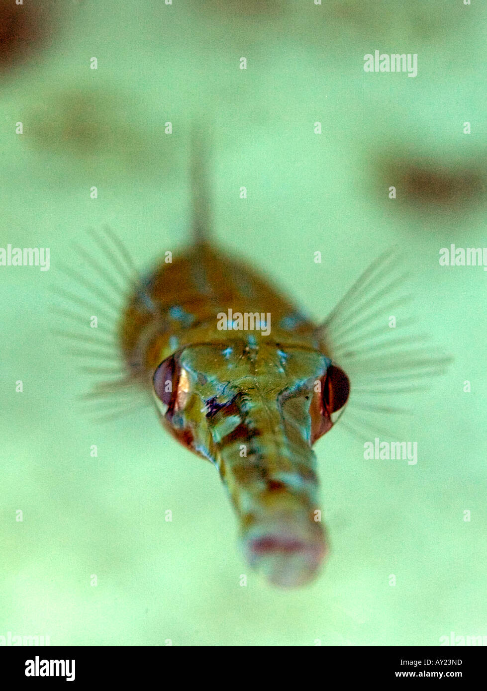 A cornetfish Fistularia commersonii in the red sea Egypt Photo by Adam ...