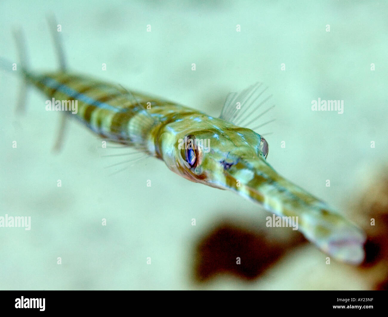 A cornetfish Fistularia commersonii in the red sea Egypt Photo by Adam ...