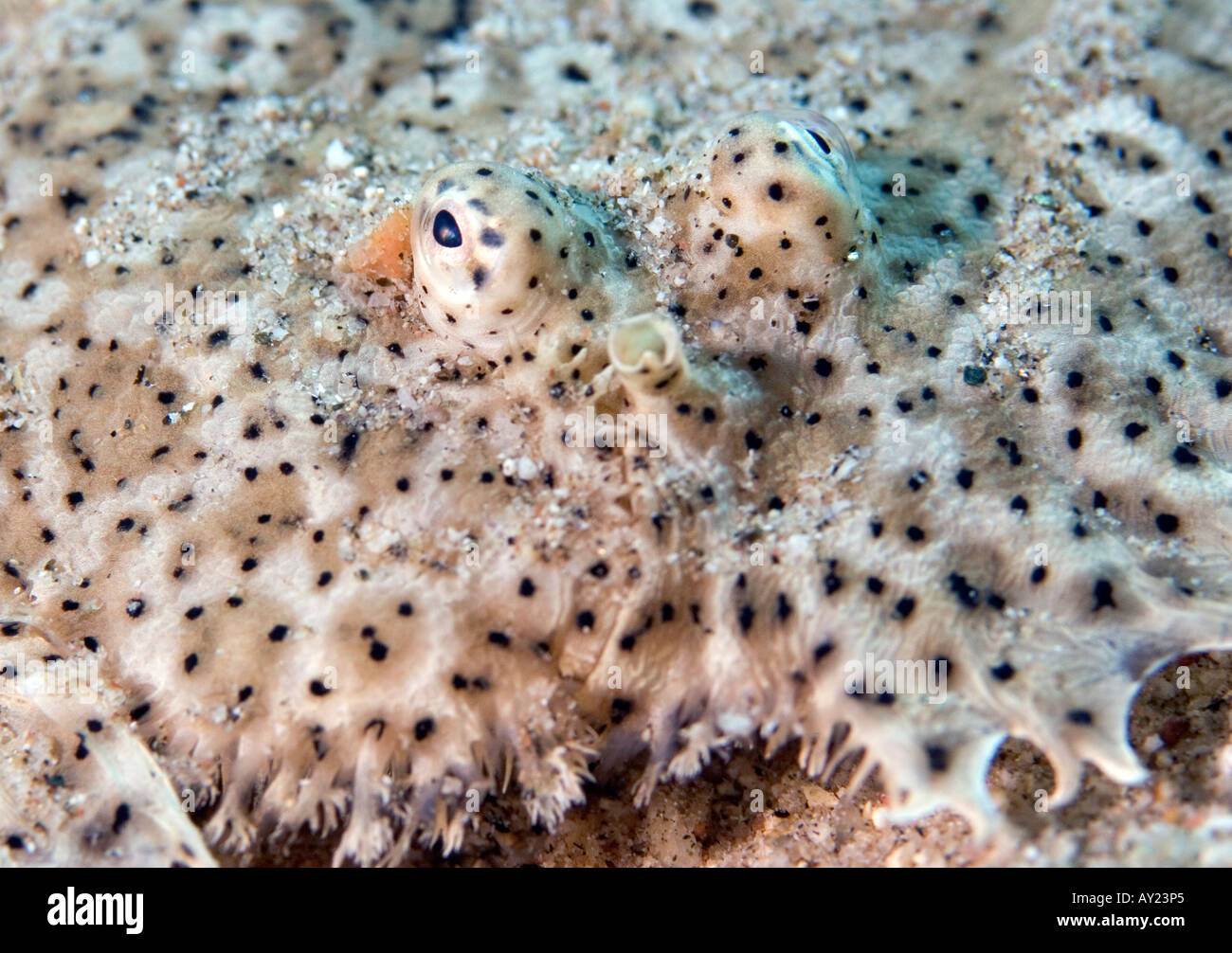 A close up of a Moses Sole Pardachirus marmoratus in the Red sea Egypt ...