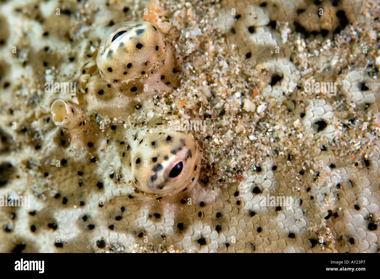 A close up of a Moses Sole Pardachirus marmoratus in the Red sea Egypt ...