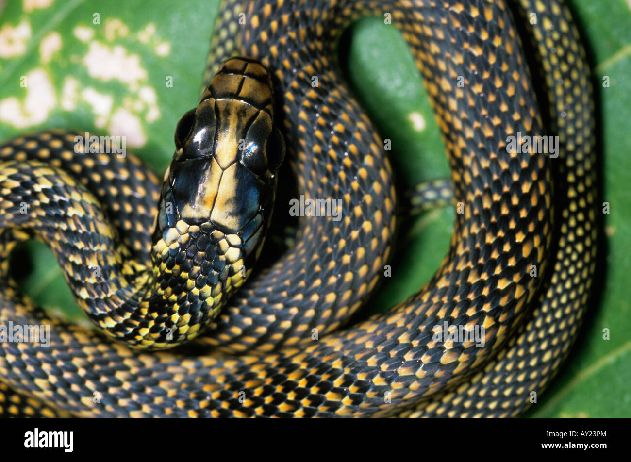 Speckled racer Drymobius margaritiferus Nicaragua Stock Photo - Alamy