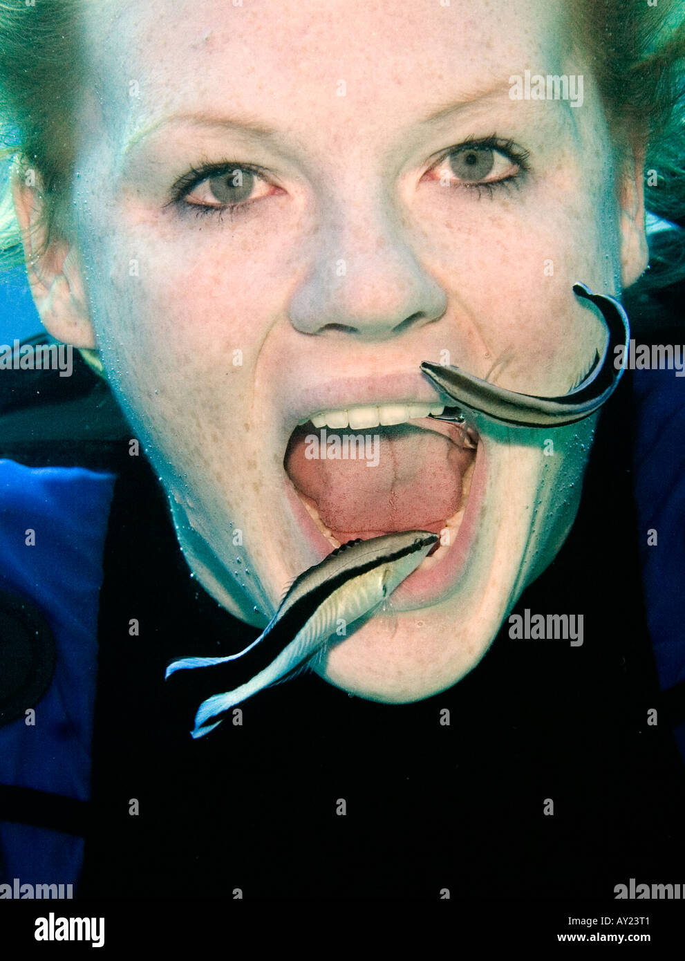 A diver is cleaned by Cleaner Wrasse Labroides dimidiatus in the Red ...