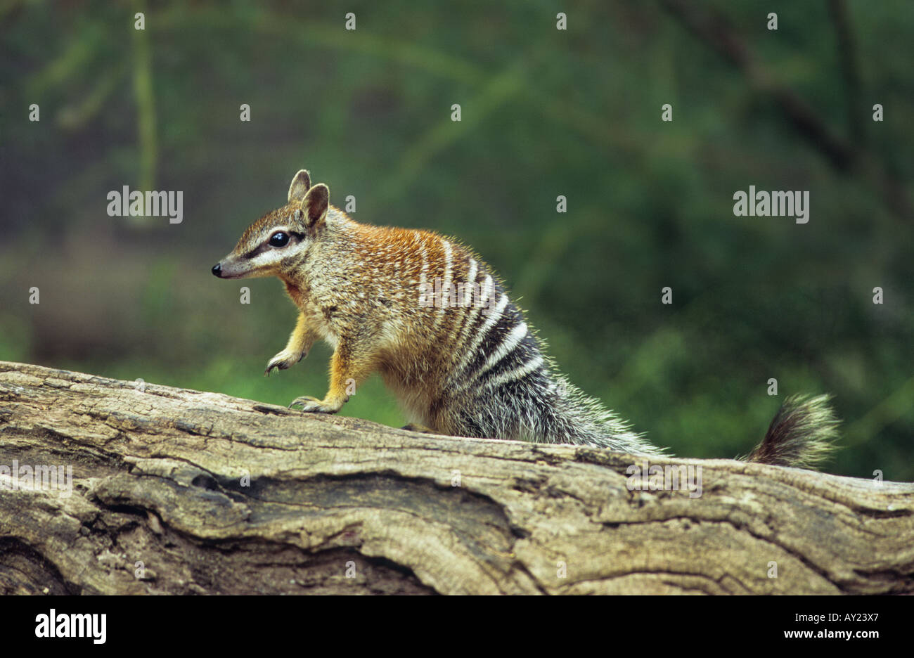 Myrmecobius Fasciatus High Resolution Stock Photography and Images - Alamy