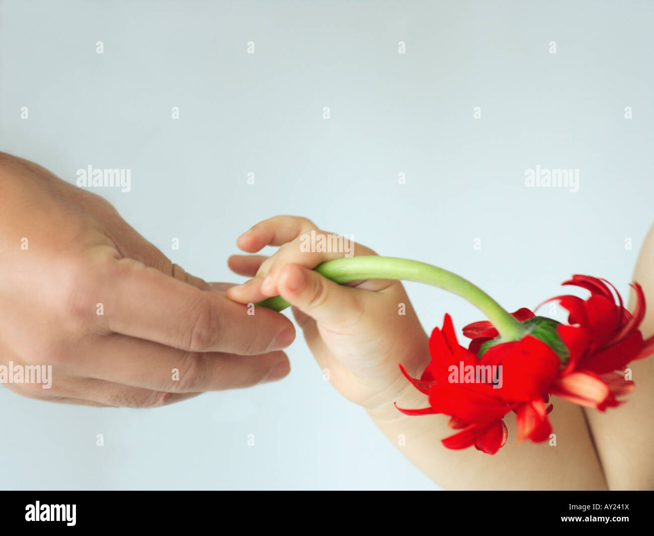 Close-up of a person's hand giving a flower to a baby Stock Photo - Alamy
