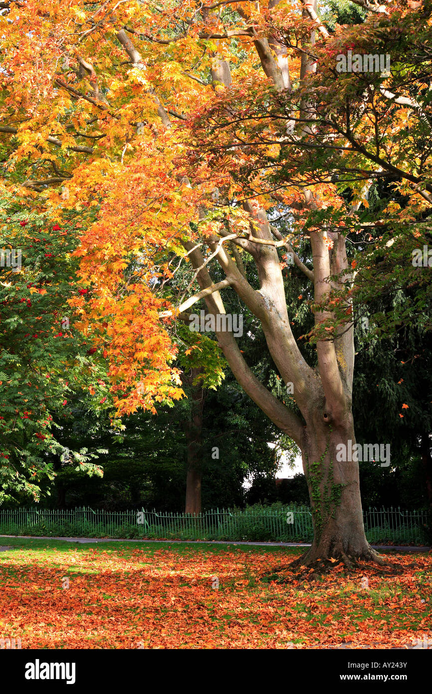 Sandford Park Cheltenham England Stock Photo - Alamy
