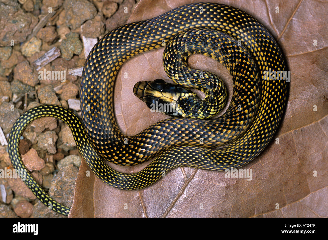 Margaritiferus hi-res stock photography and images - Alamy