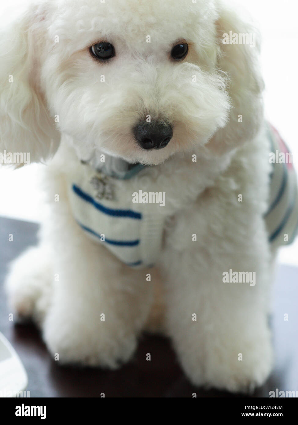 Close-up of a miniature poodle Stock Photo - Alamy