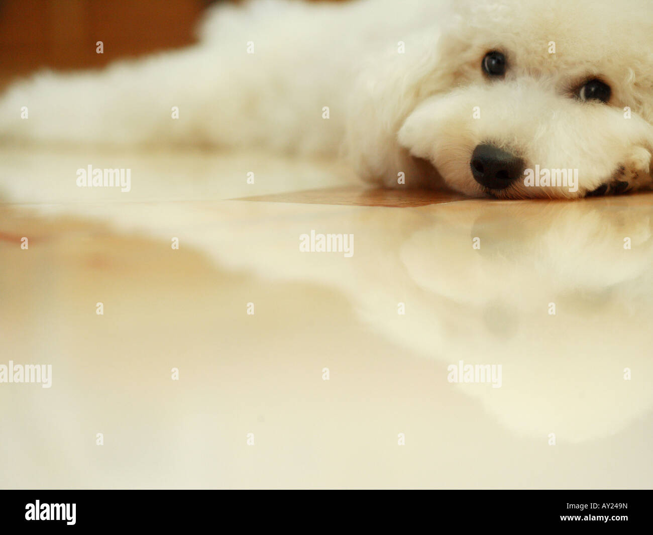 Close-up of a miniature poodle lying down on the floor Stock Photo - Alamy