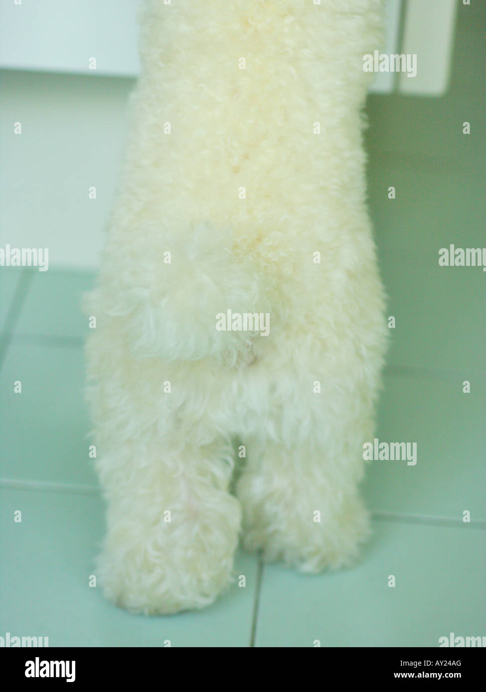 Low section view of a miniature poodle Stock Photo - Alamy