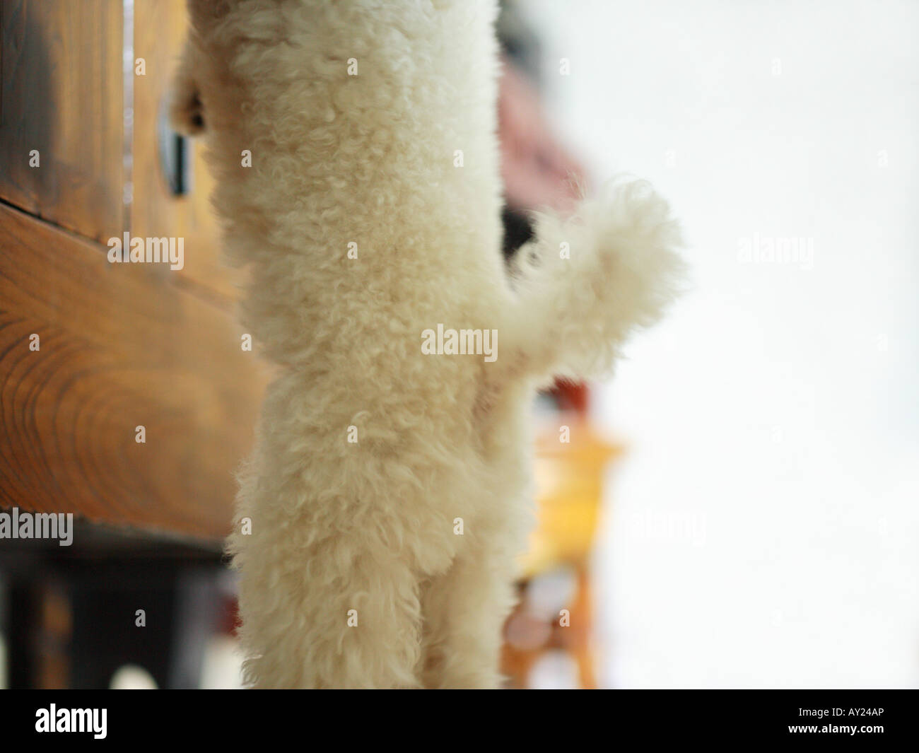 Close-up of a miniature poodle standing Stock Photo - Alamy