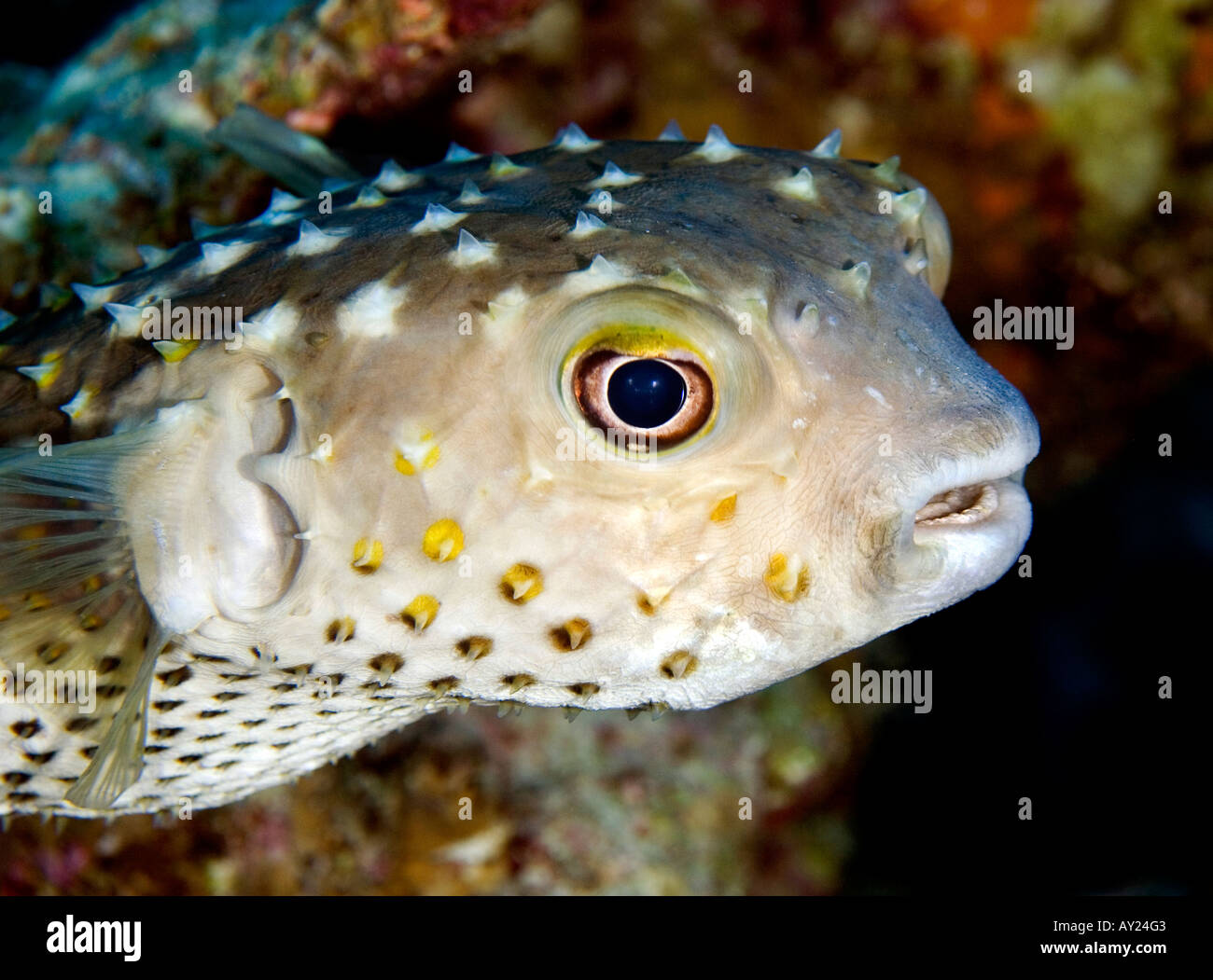Spotted Burrfish