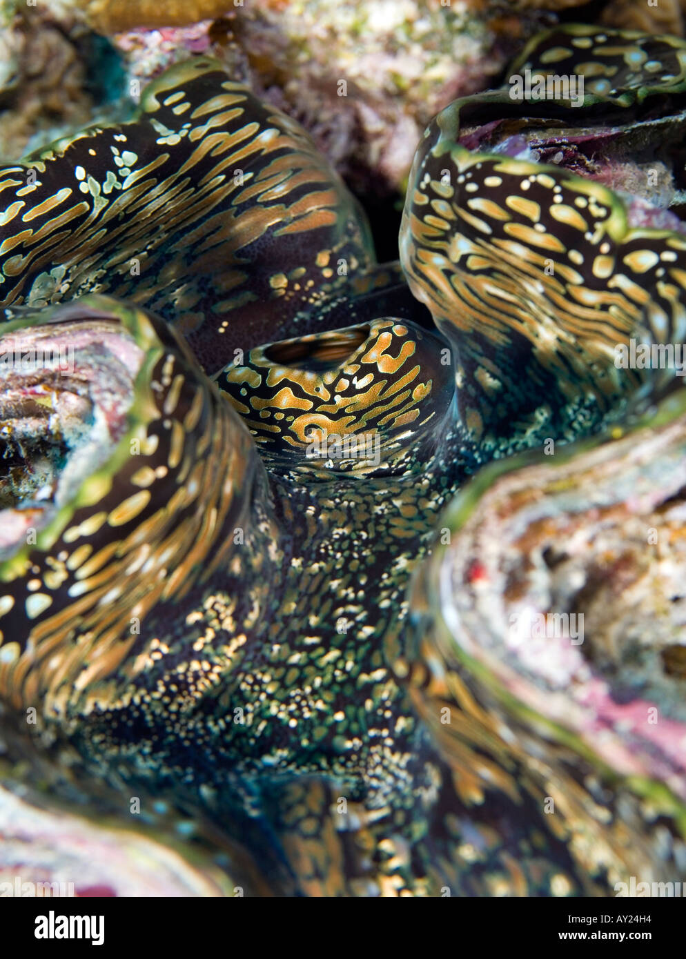 The flesh of a Giant Clam in the red sea Egypt Photo by Adam Butler ...
