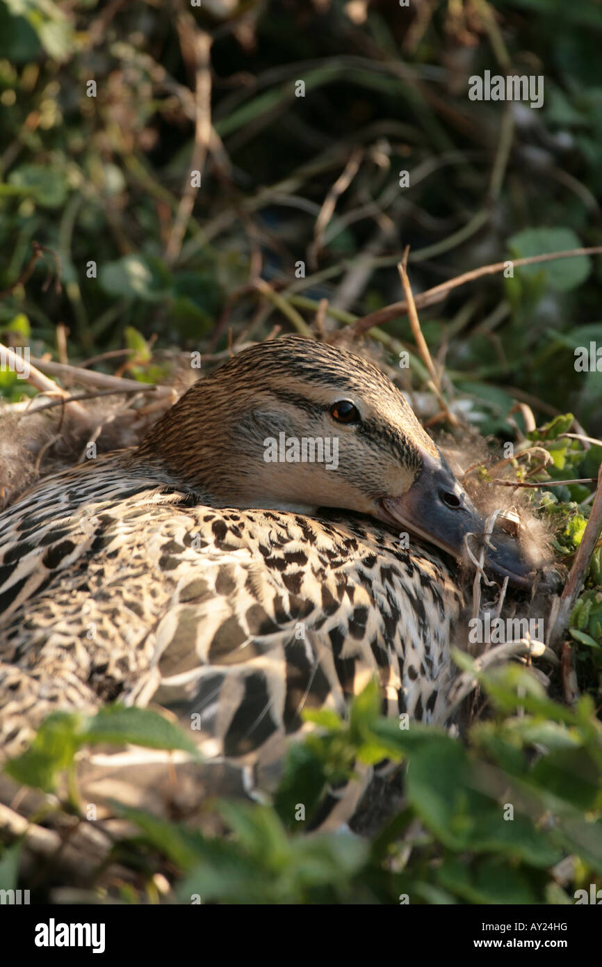 Female Mallard duck sitting on nest Stock Photo - Alamy