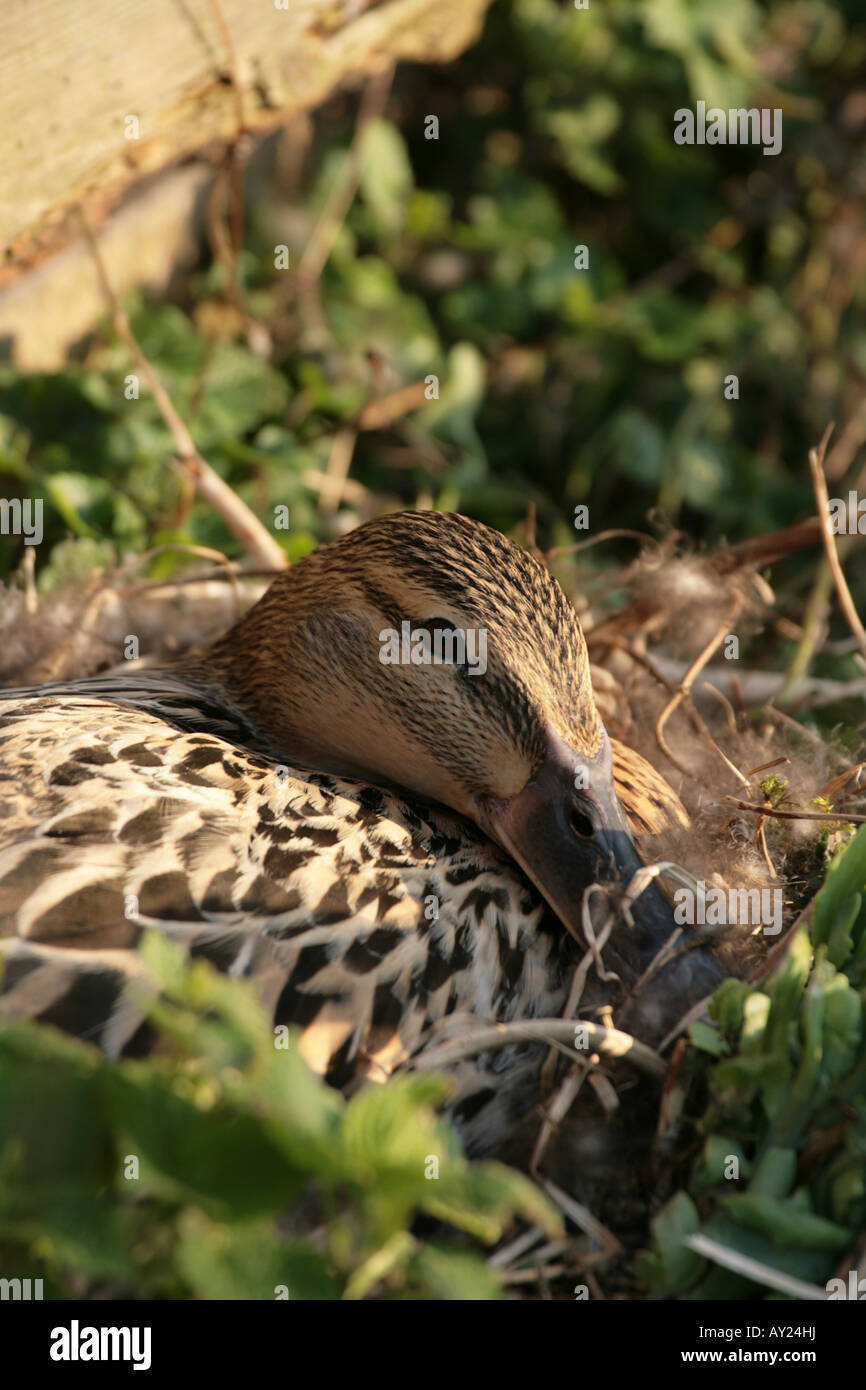 Female Mallard duck sitting on nest Stock Photo - Alamy