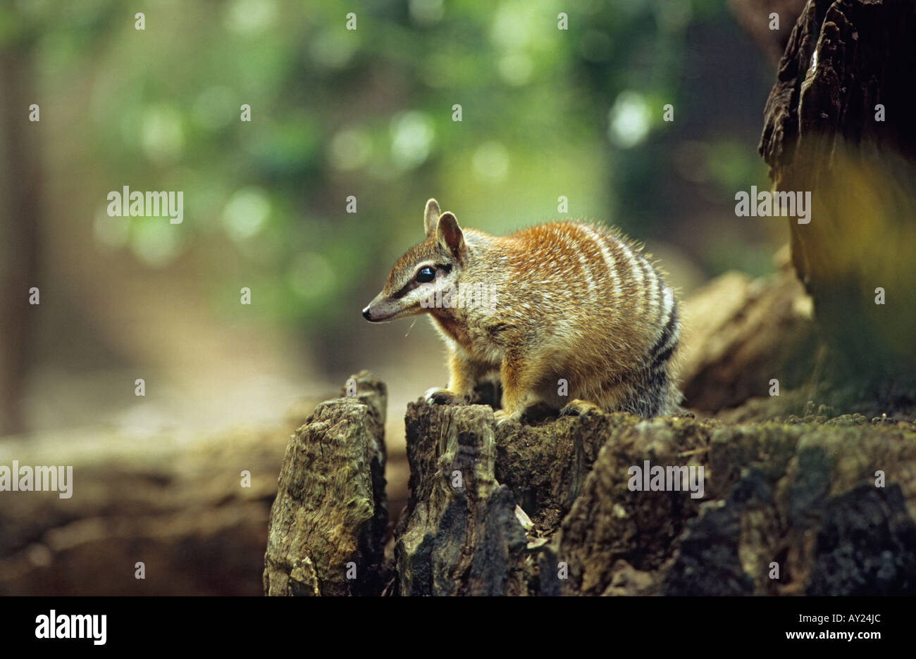 Numbat Myrmecobius Fasciatus High Resolution Stock Photography and ...