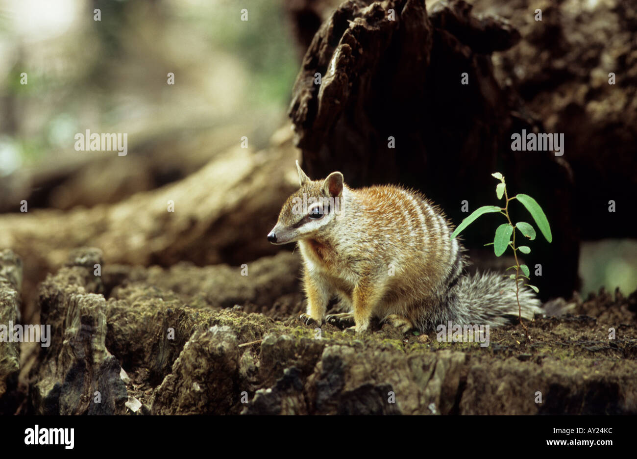 Myrmecobius Fasciatus High Resolution Stock Photography and Images - Alamy
