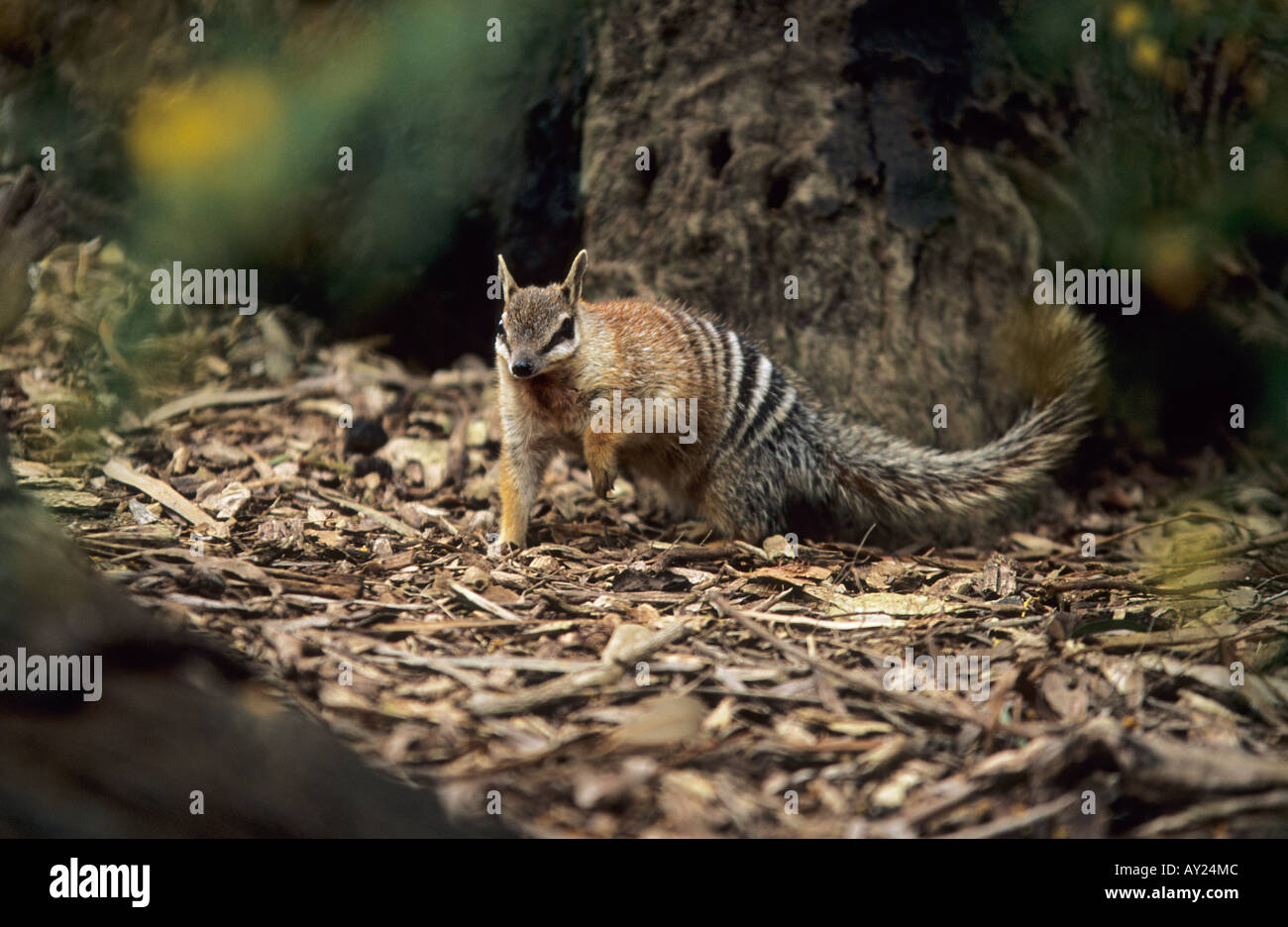 Myrmecobius Fasciatus High Resolution Stock Photography and Images - Alamy