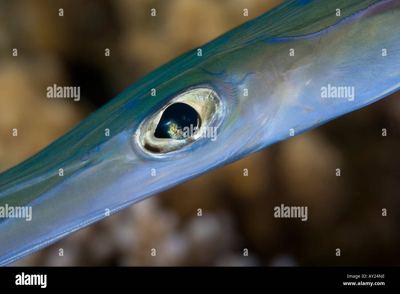 A cornetfish Fistularia commersonii in the red sea Egypt Photo by Adam ...