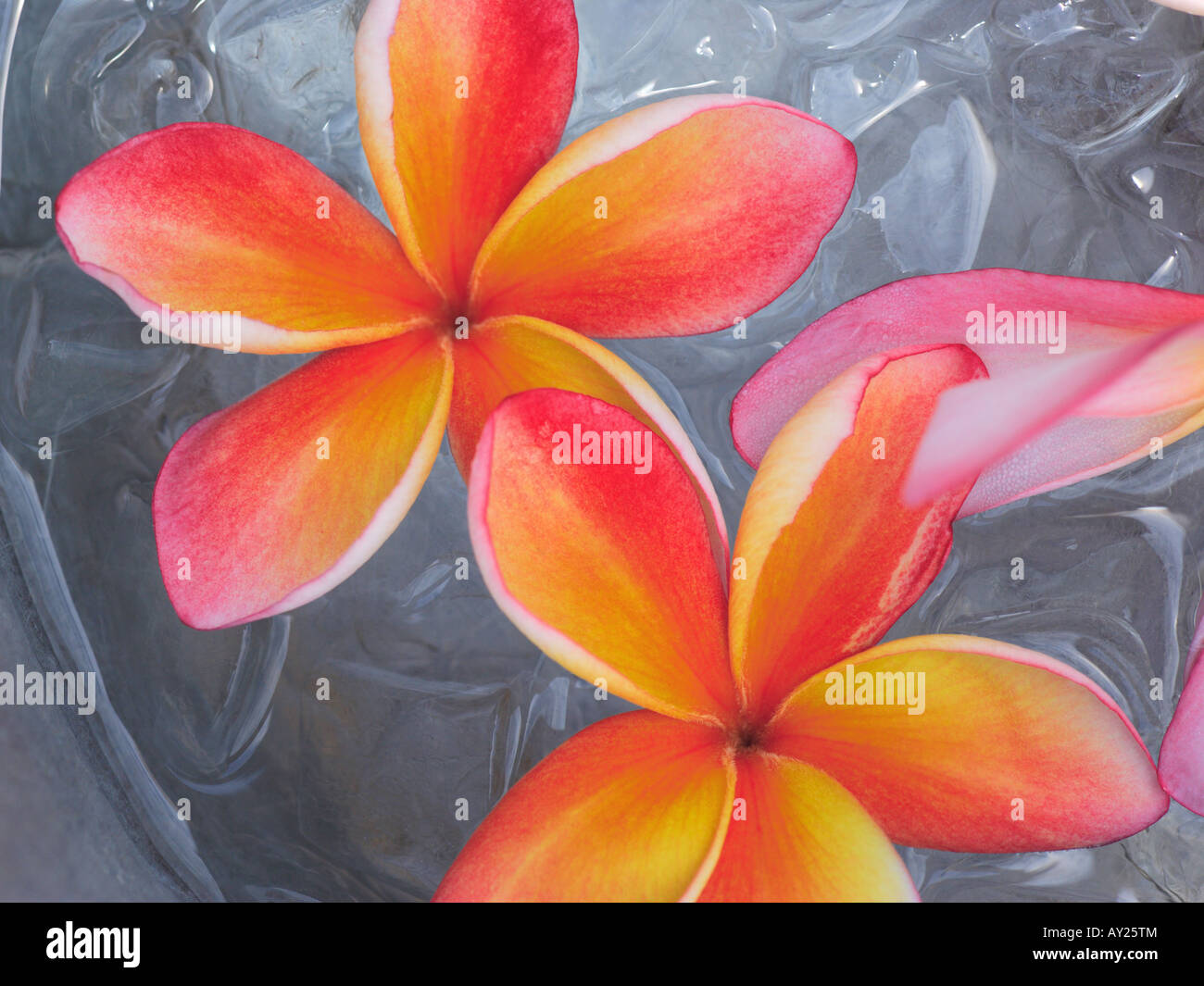 Close-up of two Frangipani flowers on ice cubes (Plumeria Stock Photo ...