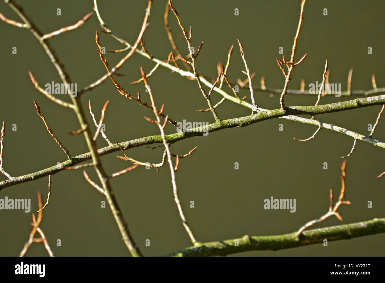 Branches branchs hi-res stock photography and images - Alamy