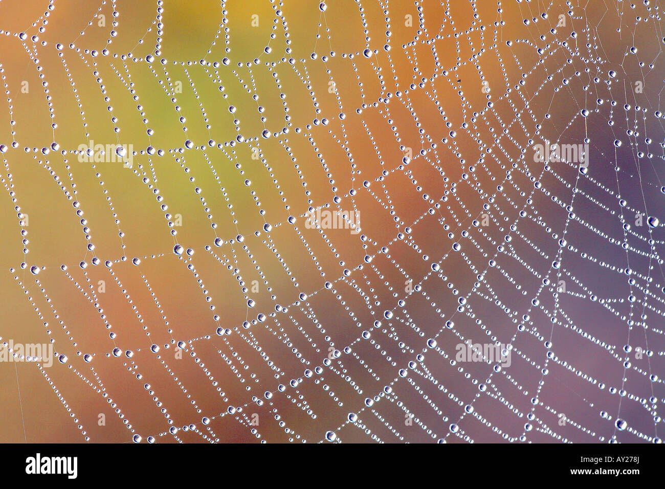 Spiderweb in autumn england Stock Photo - Alamy