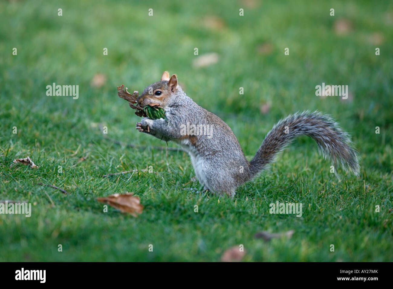 Squirrel nest hi-res stock photography and images - Alamy