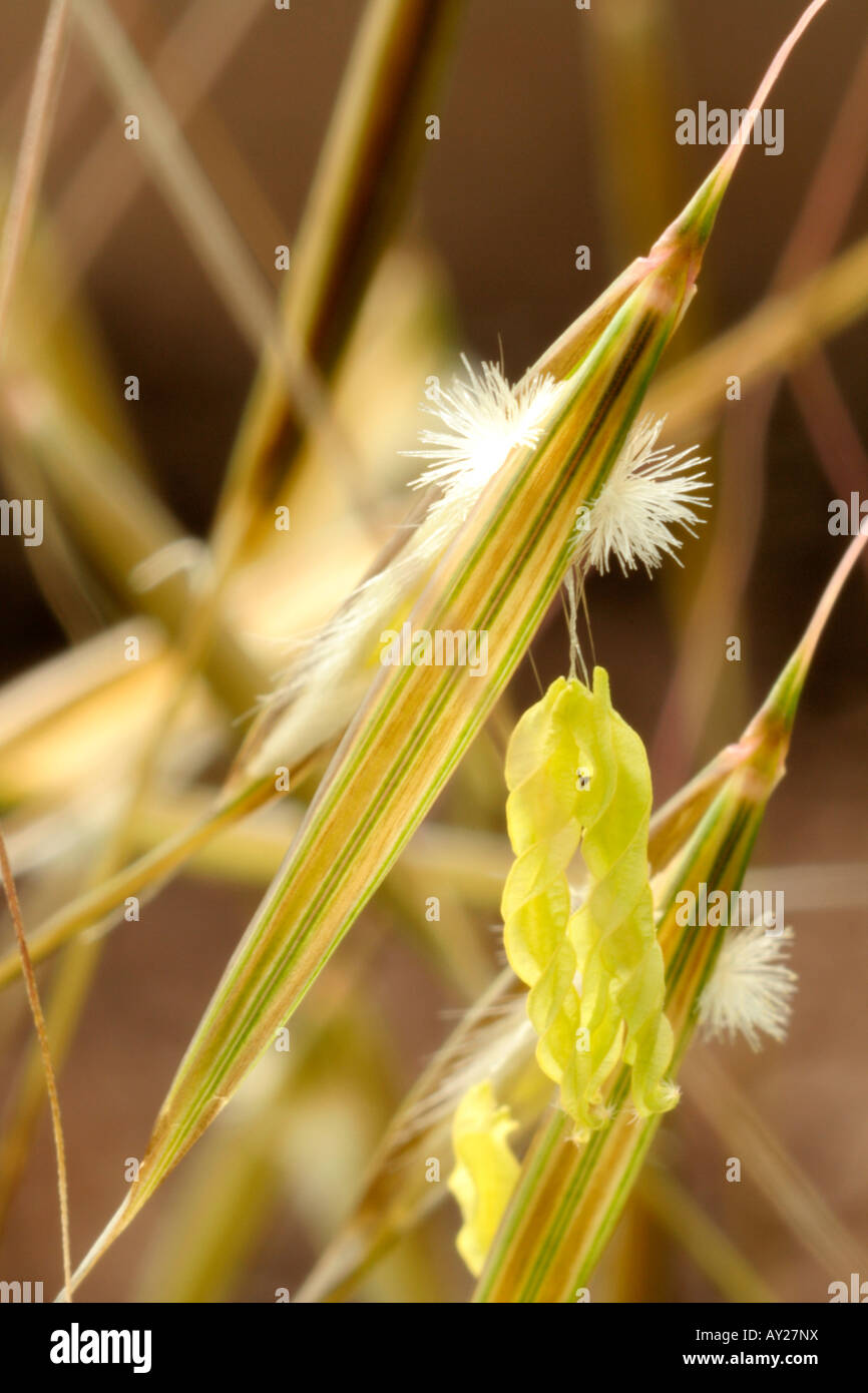 Stipa gigantea pollen hi-res stock photography and images - Alamy