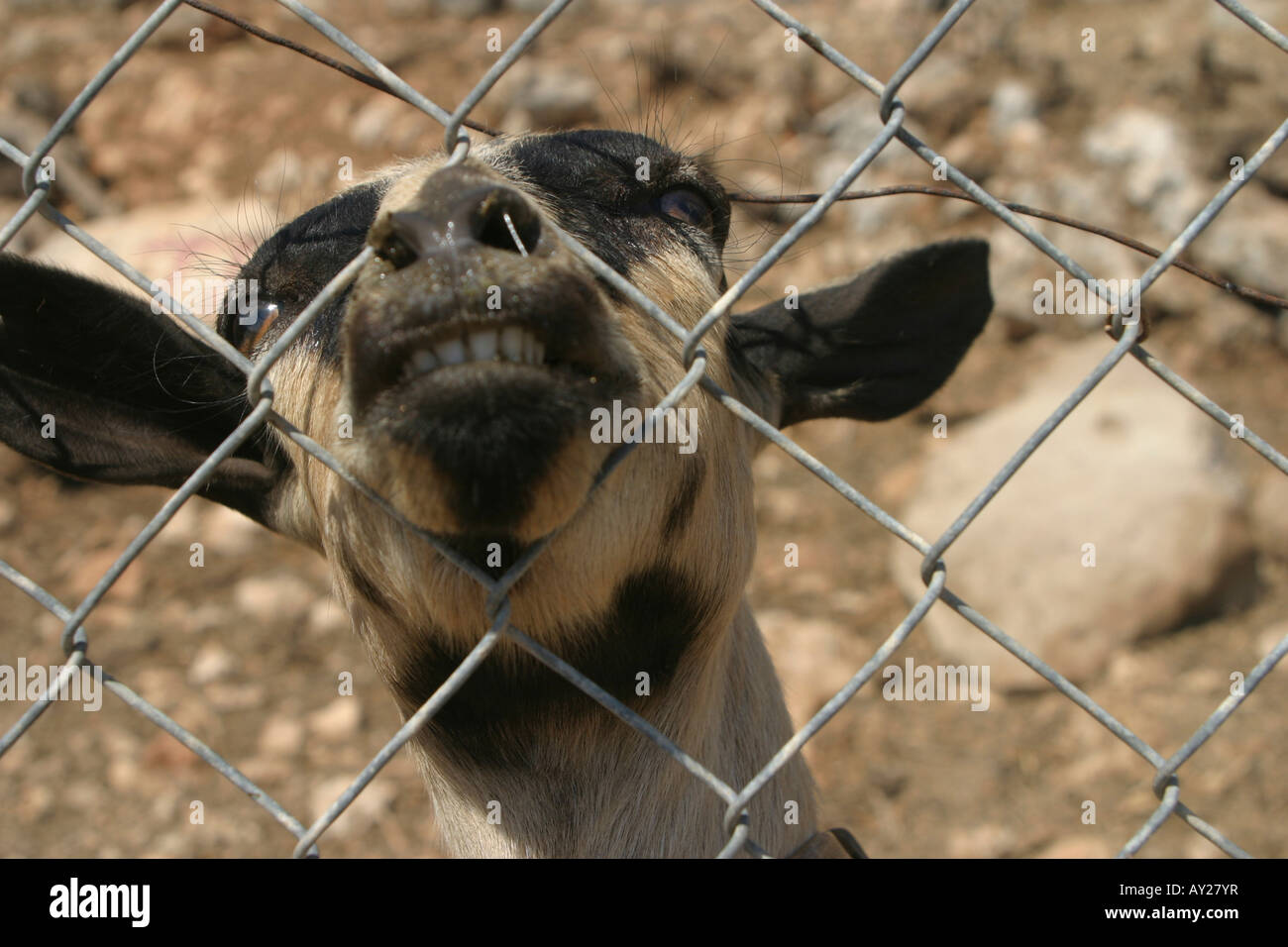 Goat sticking its head through a wire fence Stock Photo - Alamy