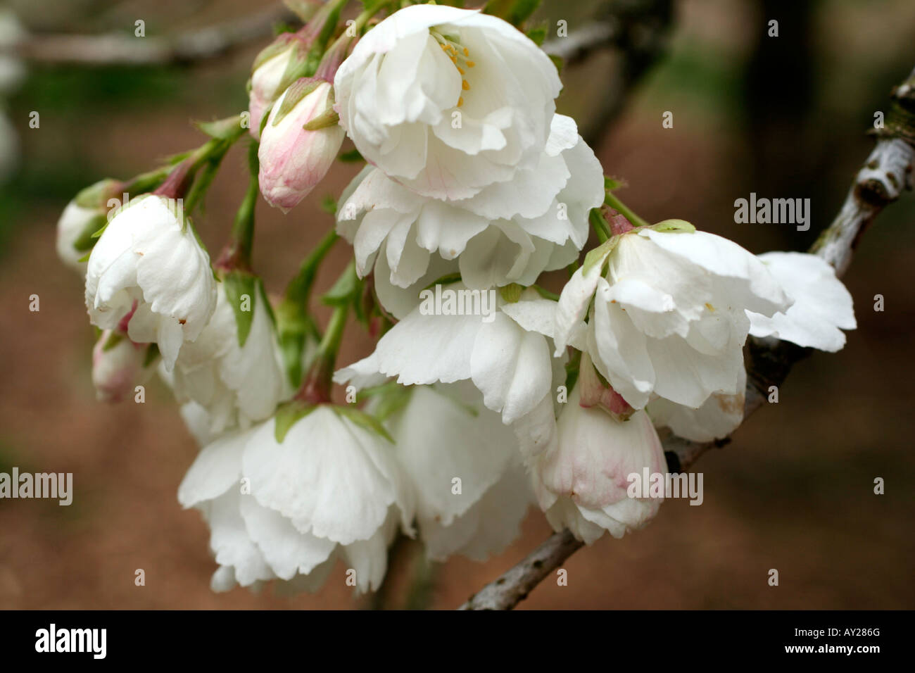 PRUNUS SHIROTAE AGM SYNONYM P MOUNT FUJI Stock Photo - Alamy