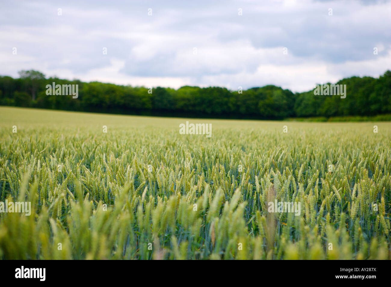 An wheat field hi-res stock photography and images - Alamy