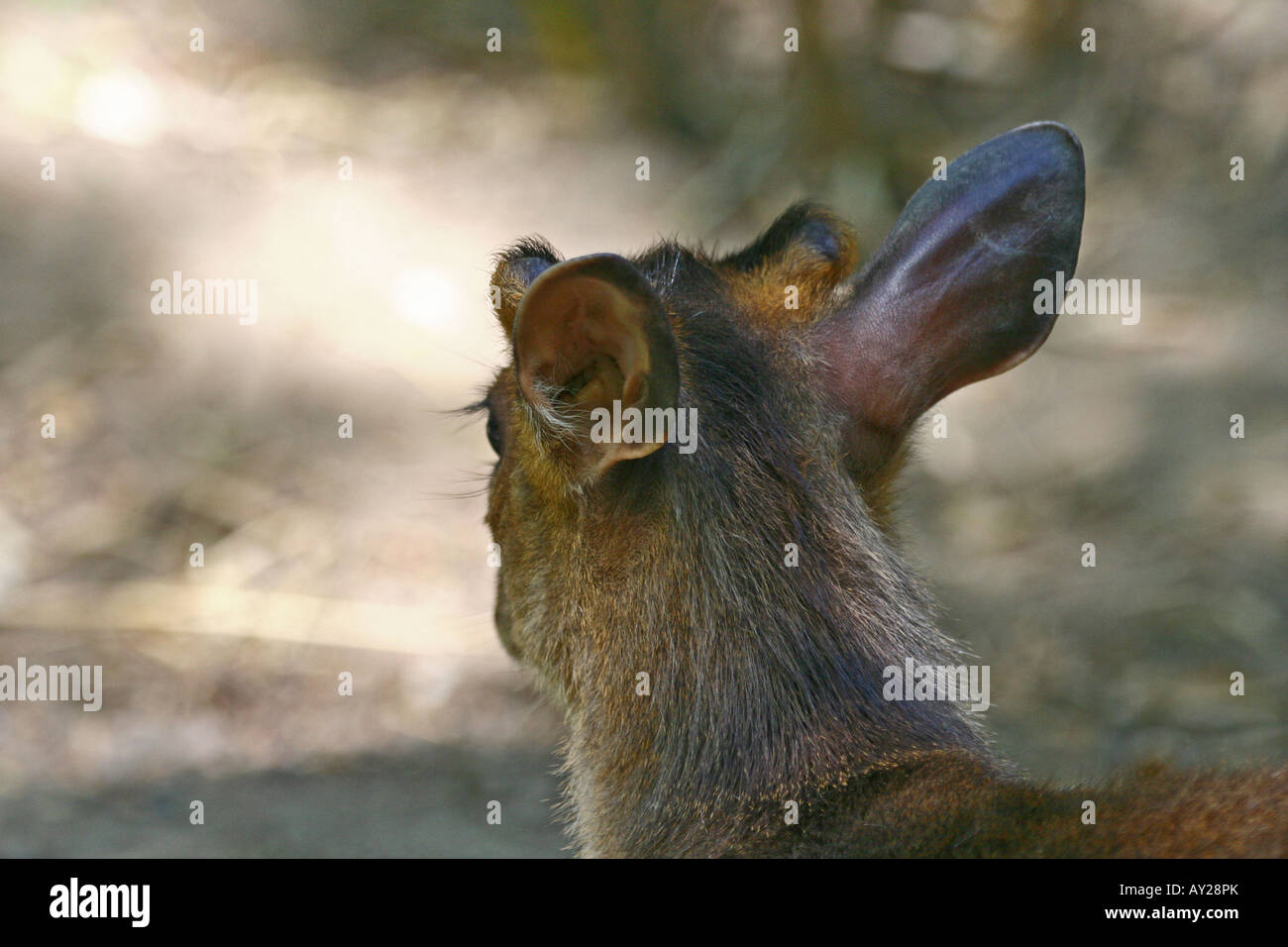 head of a Reeves's (or Chinese) muntjac - Muntiacus reevesi Stock Photo ...