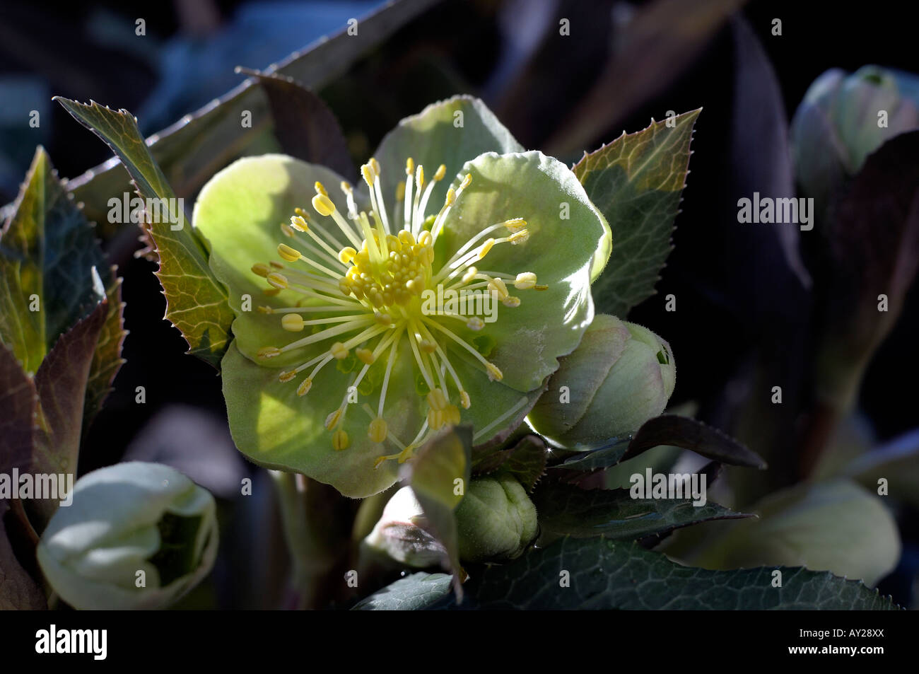 Hellebore rose hi-res stock photography and images - Alamy