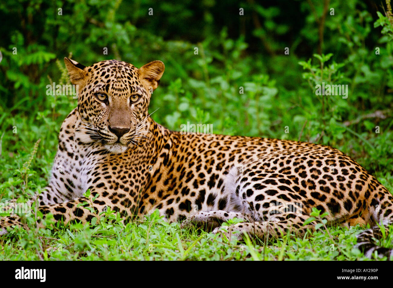 Yala national park leopard hi-res stock photography and images - Alamy