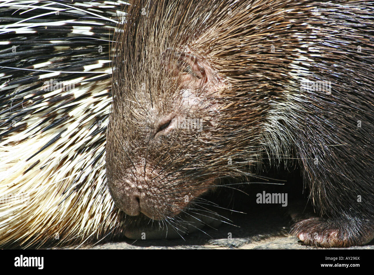 Indian crested porcupine - Hystrix leucura Stock Photo - Alamy