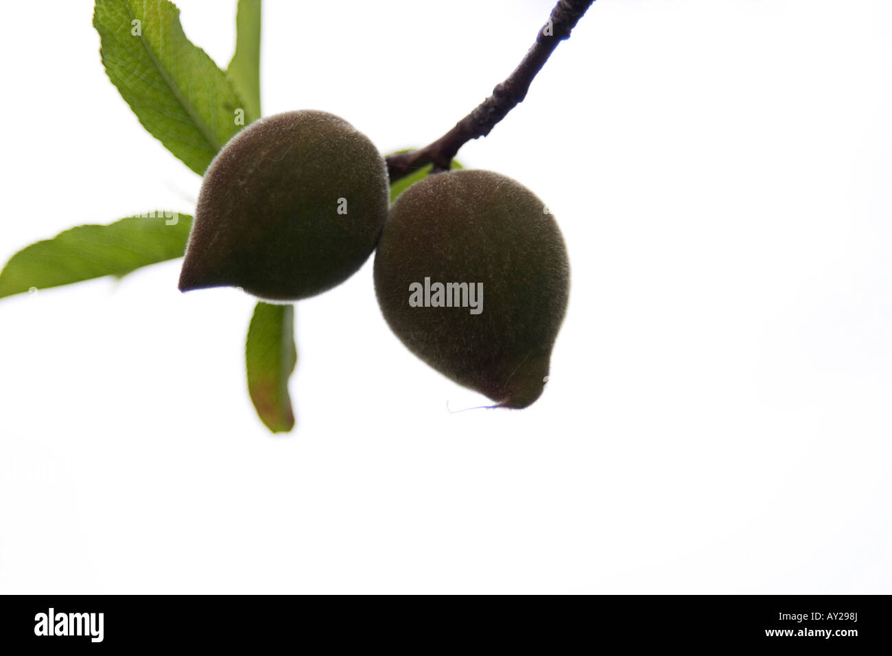 Mango tree in a private orchard, Hawaii Stock Photo - Alamy
