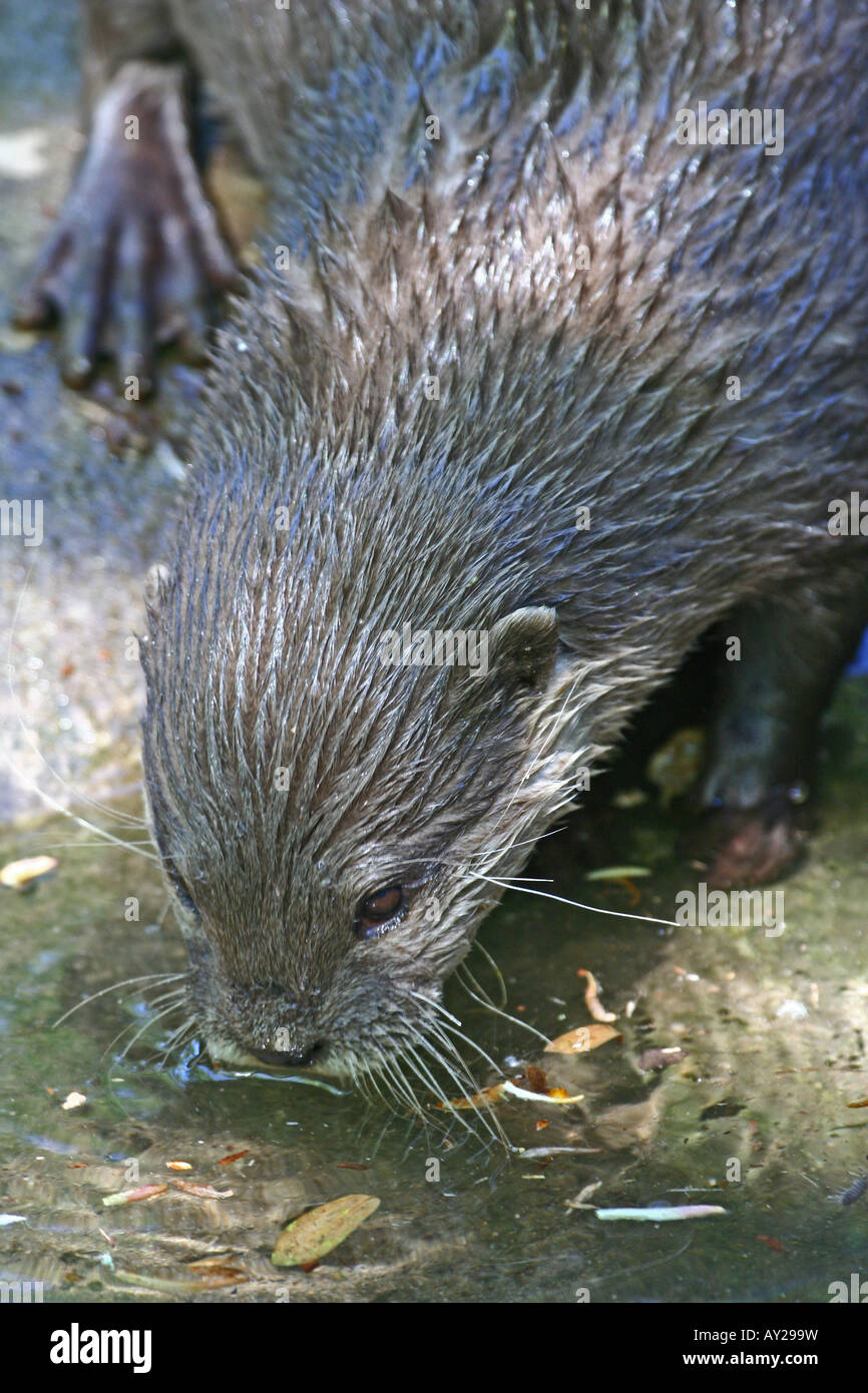 Fish otter portrait - Lutra lutra Stock Photo - Alamy
