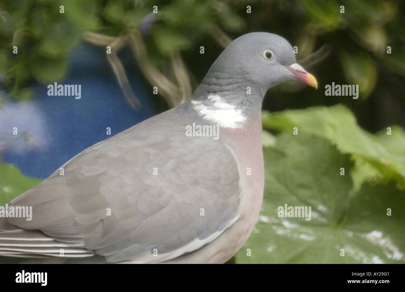 Fake pigeon hi-res stock photography and images - Alamy