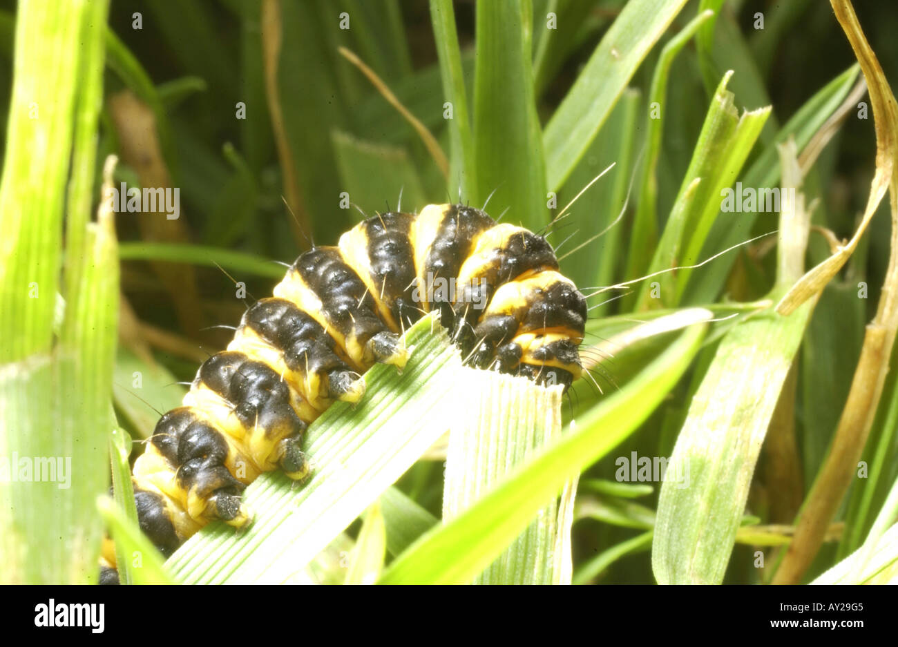 Caterpillar with long body hi-res stock photography and images - Alamy