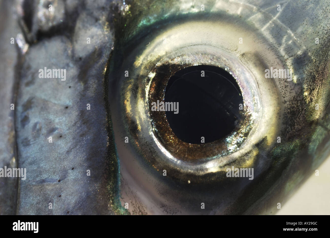 Mackerel patterns hi-res stock photography and images - Alamy