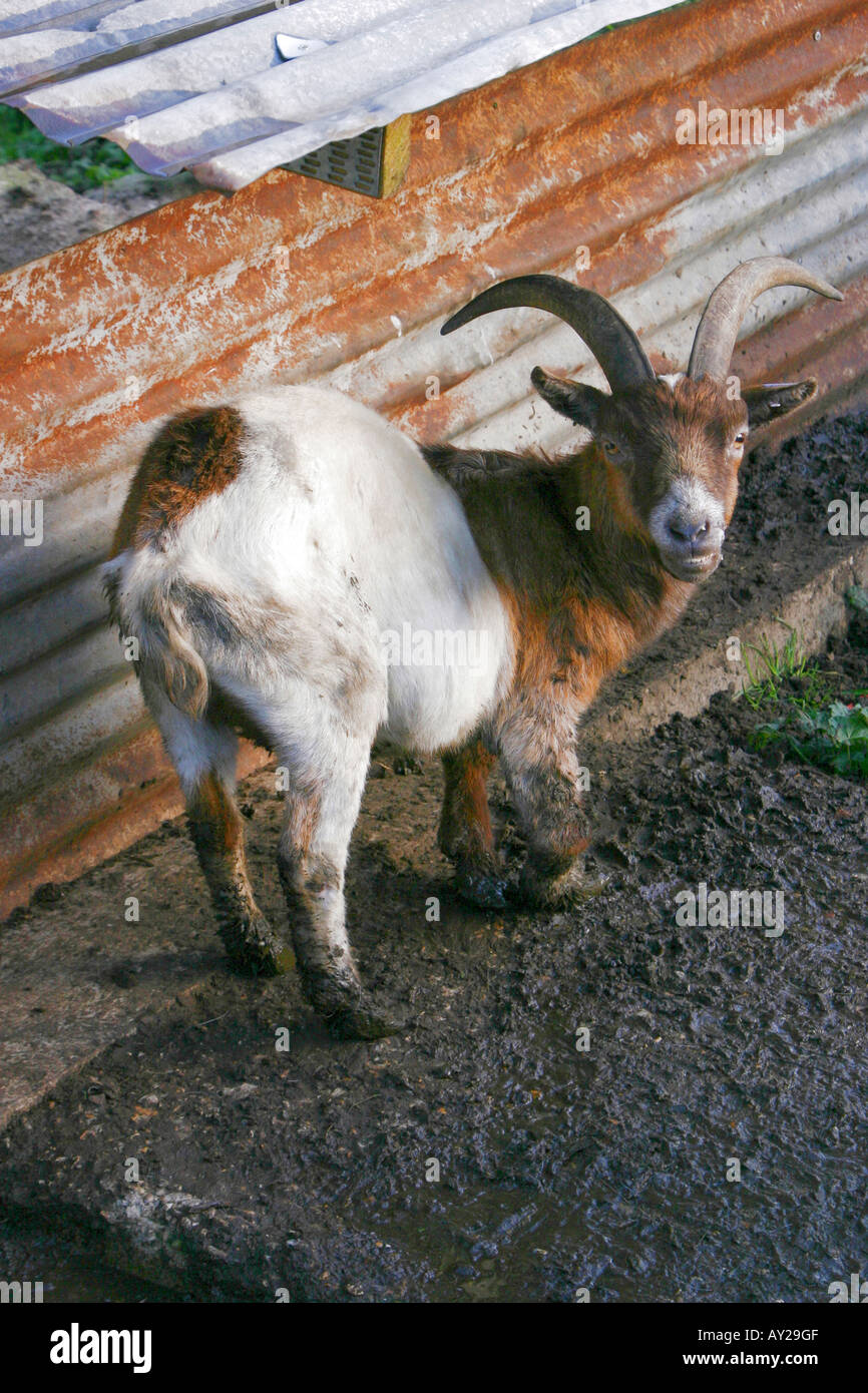 Goat in paddock Stock Photo - Alamy