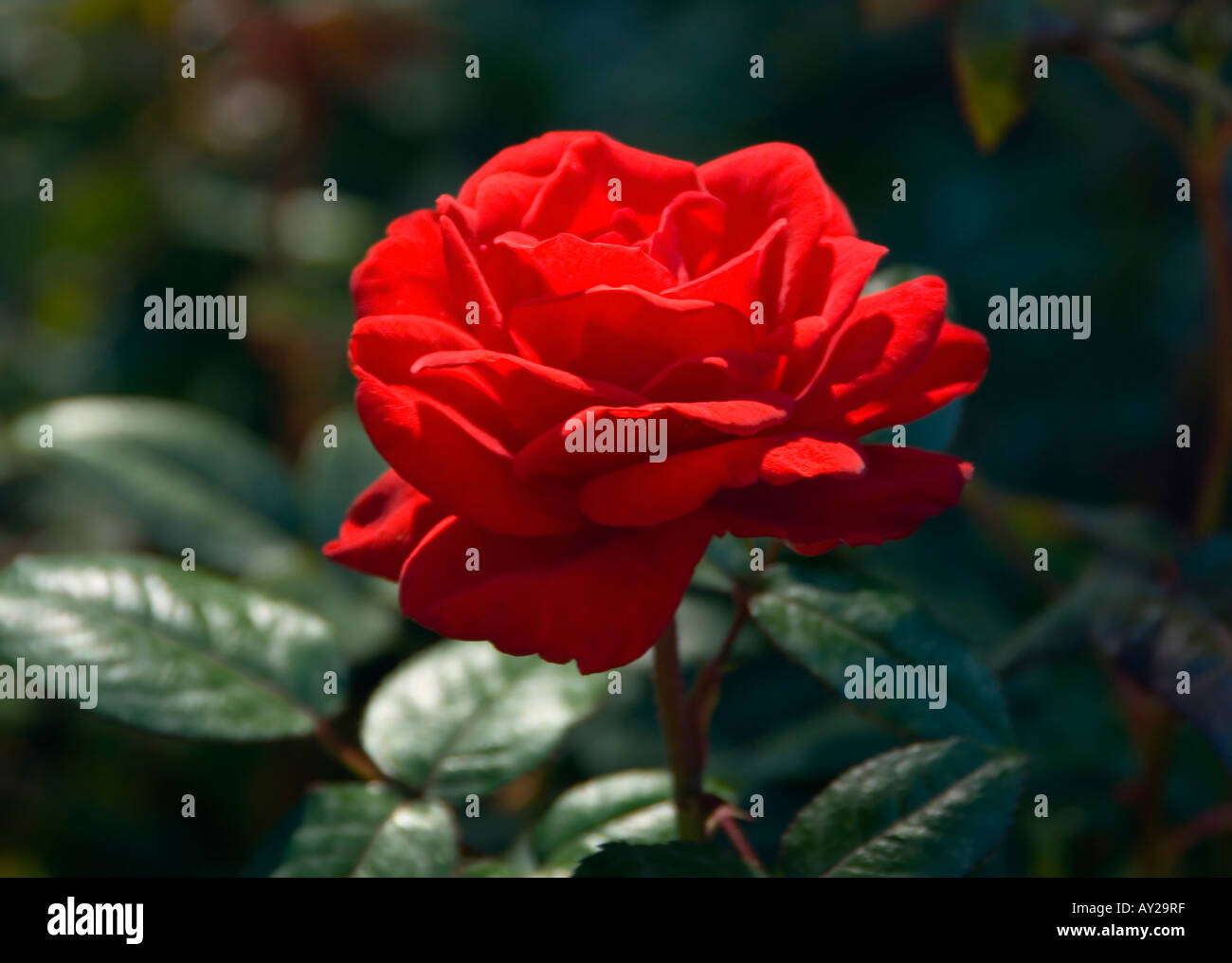 Perfect Red Rose Stock Photo - Alamy