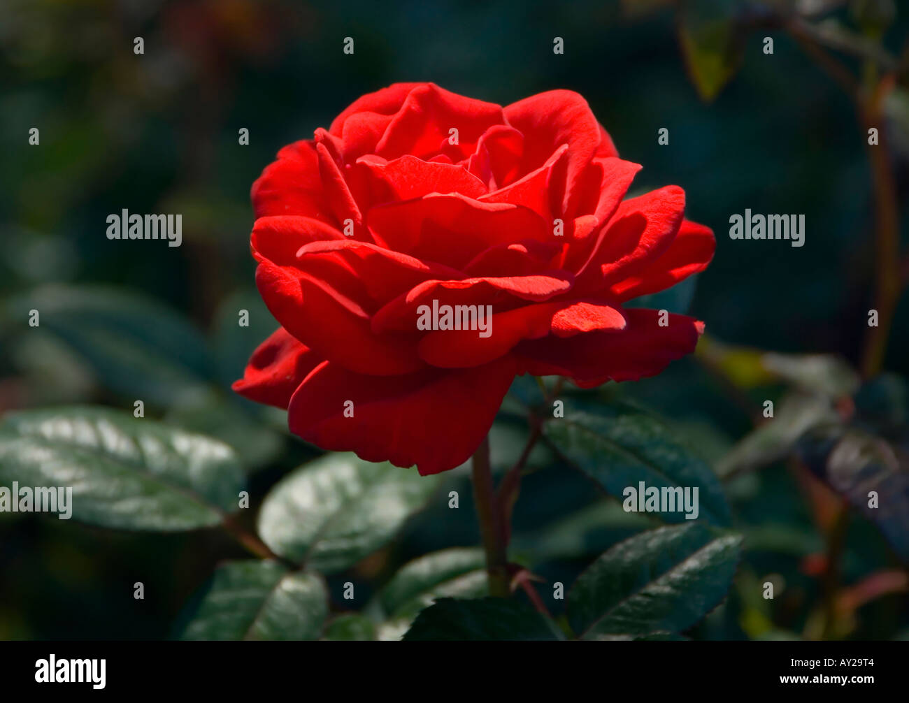 Velvet red rose bush hi-res stock photography and images - Alamy
