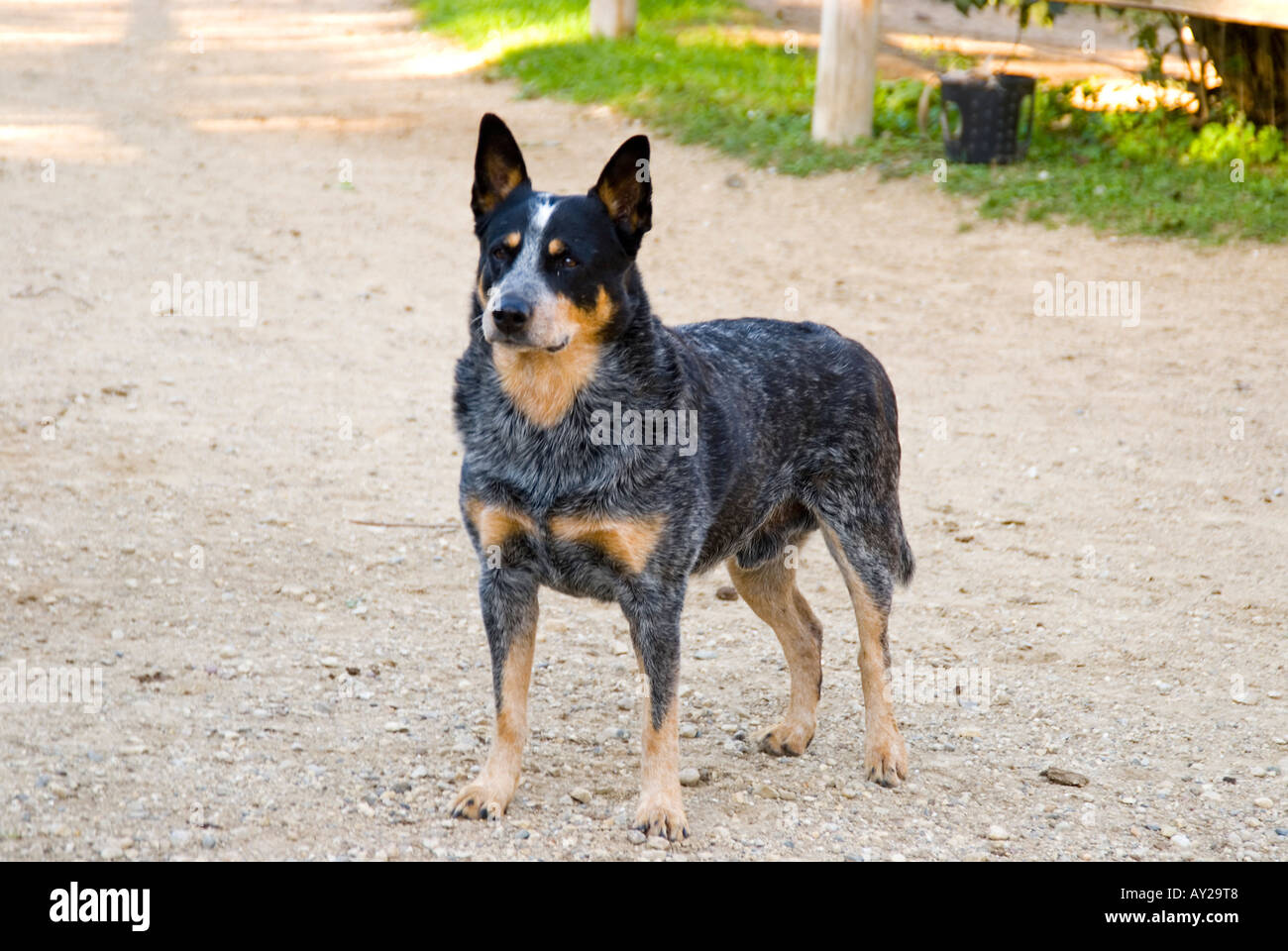 Ranch Dog / Mixed Breed Stock Photo - Alamy