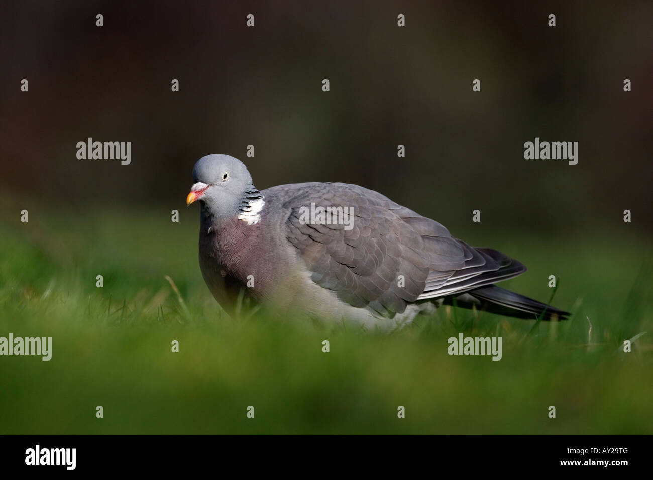 London spring hi-res stock photography and images - Alamy