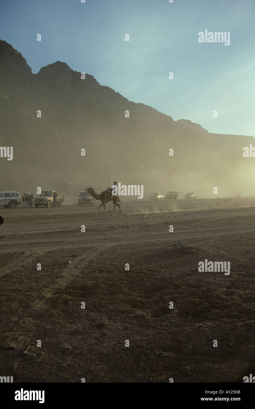 Camel race jordan hi-res stock photography and images - Alamy