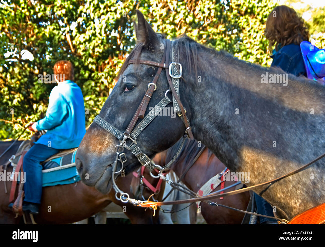Trail Riders & Horses Stock Photo - Alamy