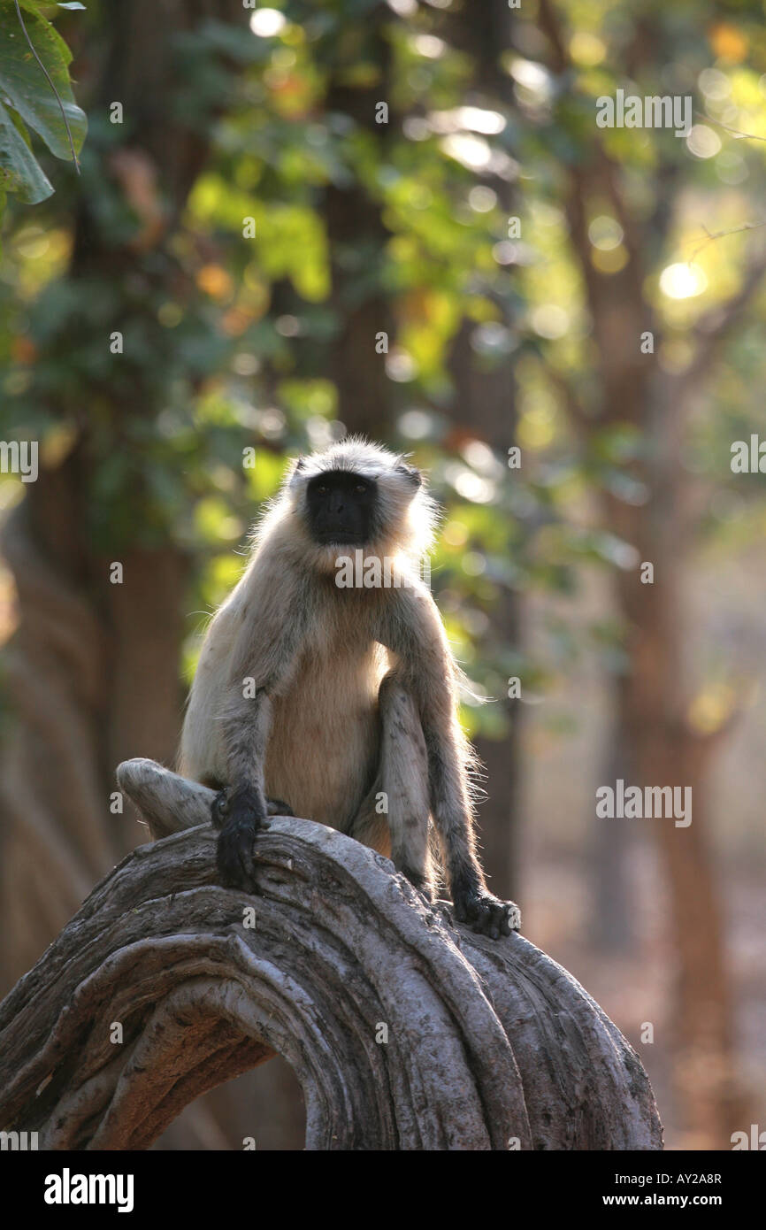 Grey Langur monkey Presbytis entellus sitting on a tree branch in ...